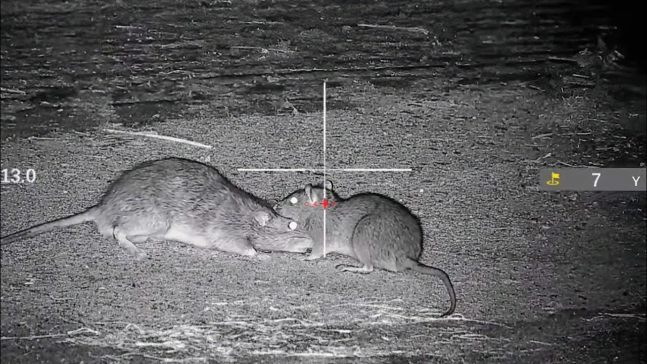 When RAT HUNTING becomes WAR! - YouTube