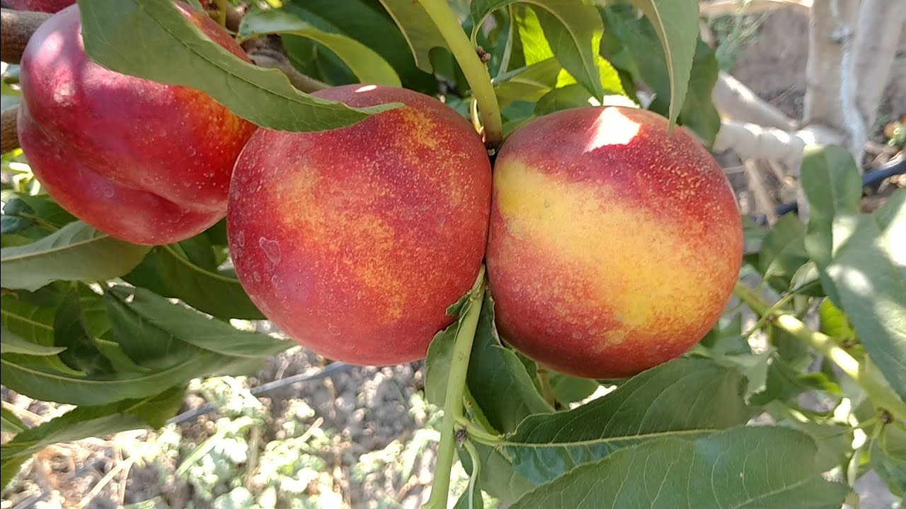Нектарин Нектароза. Nectarine Nectarose. Перші плоди. Огляд від Максі ...