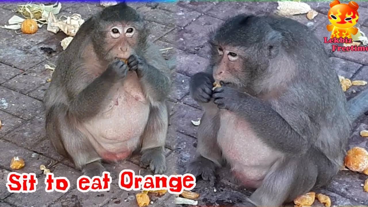 The fat monkey sits and eats oranges comfortably - YouTube