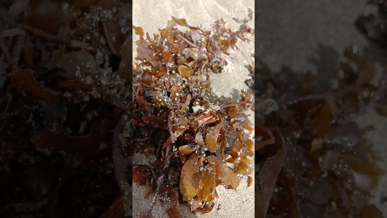 Close-up look ng Kulapo sa may dalampasigan - YouTube