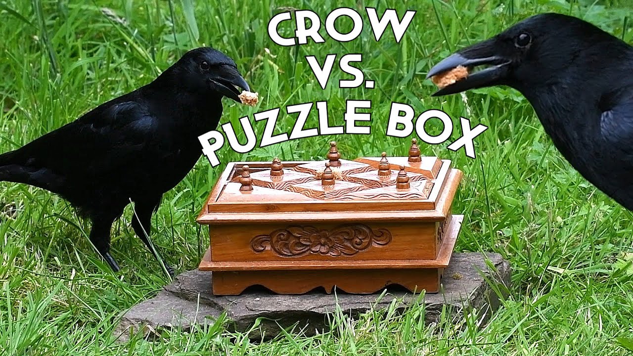 Clever Crow Conquers Puzzle Box For Treats (With Music) - YouTube