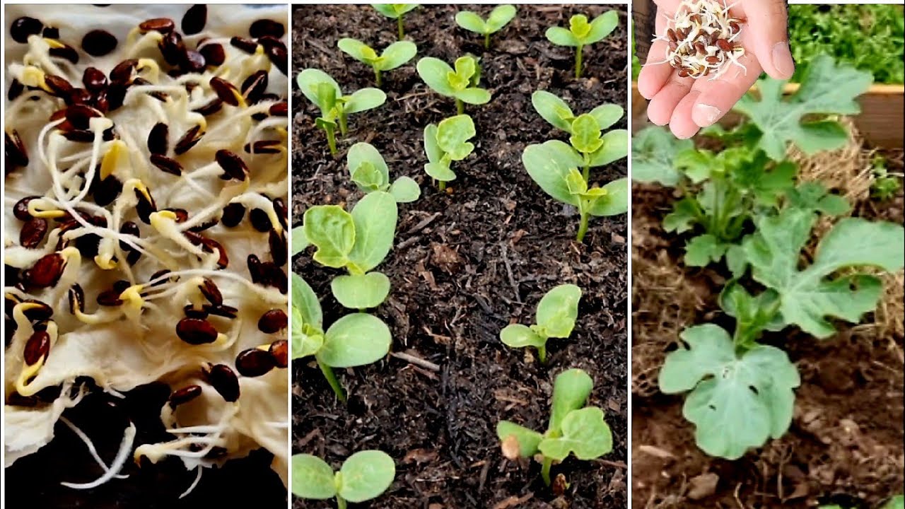 How to start seeds fast & easy | watermelon seed germination paper ...