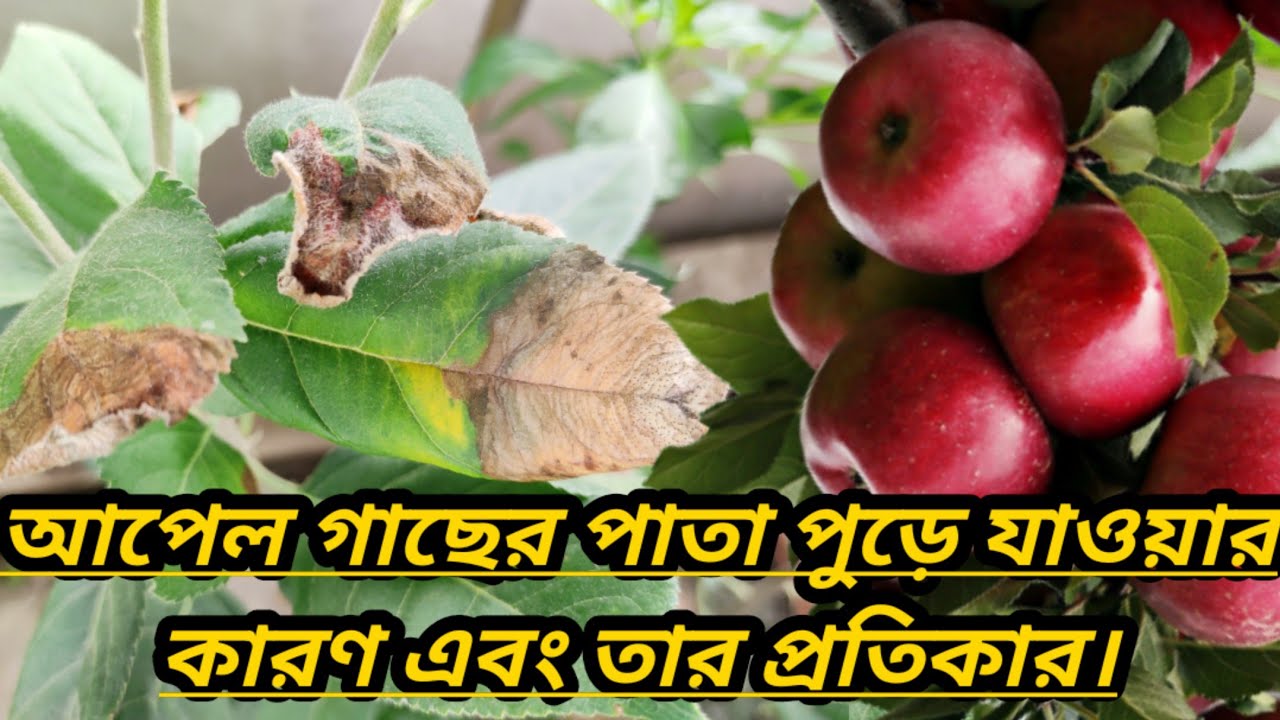 আপেল গাছের পাতা পুড়ে যাওয়ার কারণ এবং তার প্রতিকার।। Apple tree leaf ...