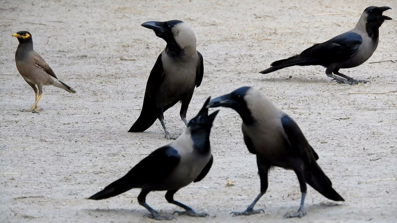crow crowing sounds voice ~ crow ki awaaz - YouTube