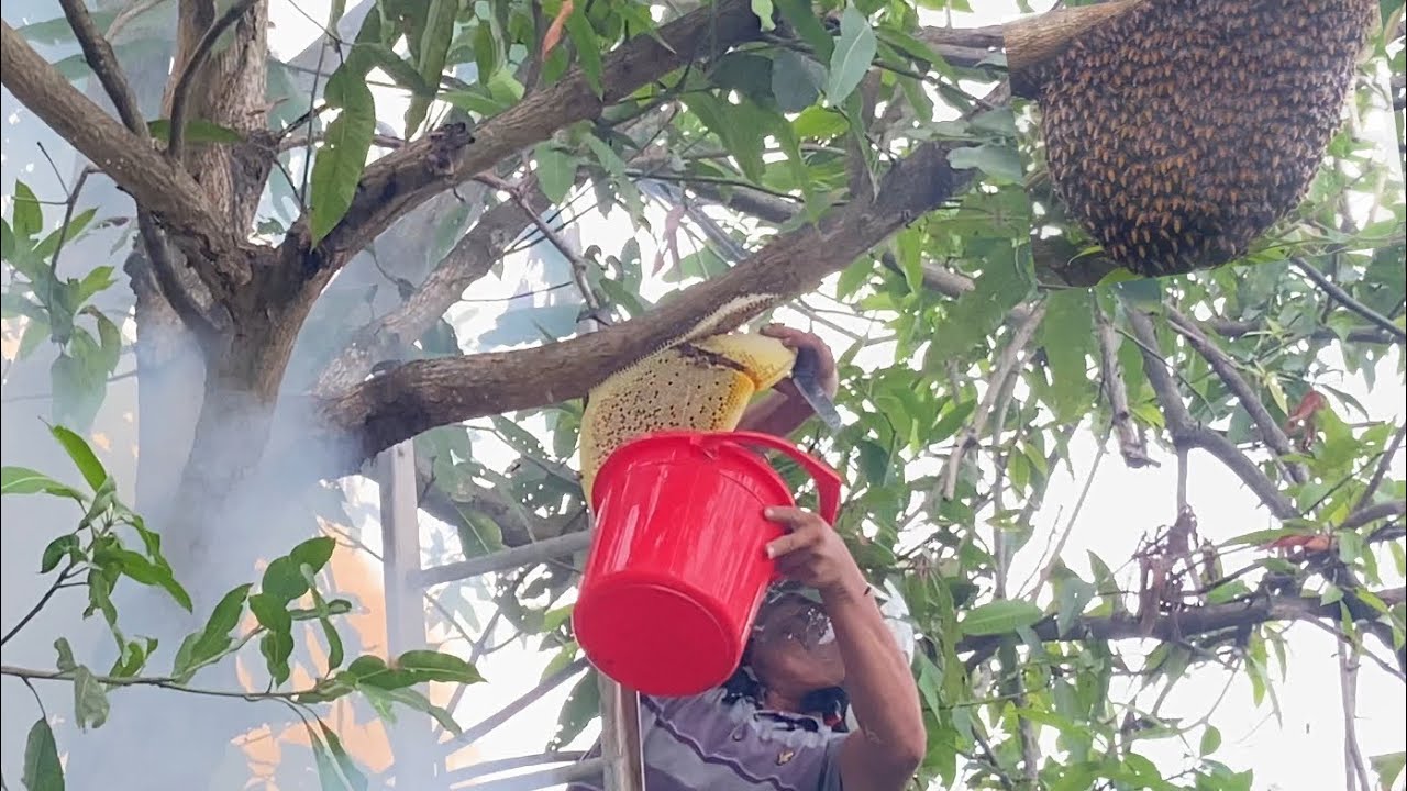 Big Bees 🐝 on mango tree. បេះឃ្មុំធំលើដើមស្វាយ - YouTube