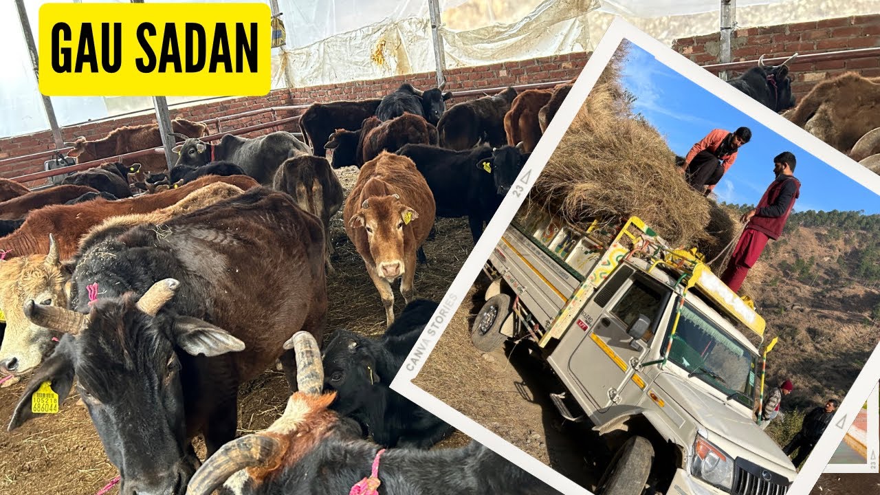 A Visit to Gau Sadan l Grass Donation by Our Sports Club Bharanoo # ...