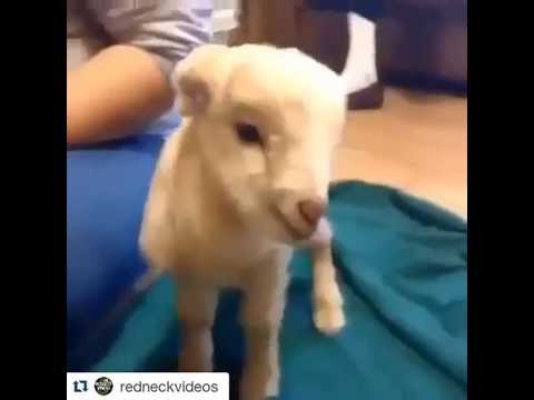 Yelling lamb - YouTube