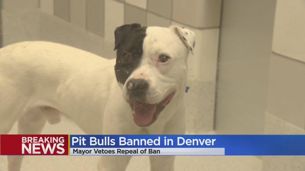Denver's Mayor Vetoes Repeal Of Pit Bull Ban - YouTube