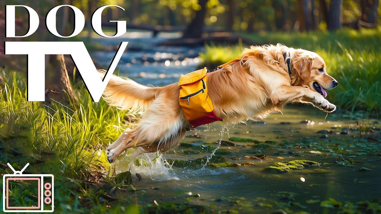 Dog TV Videos: TV Entertaining Music for Dogs & Virtual Dog Walk in The ...