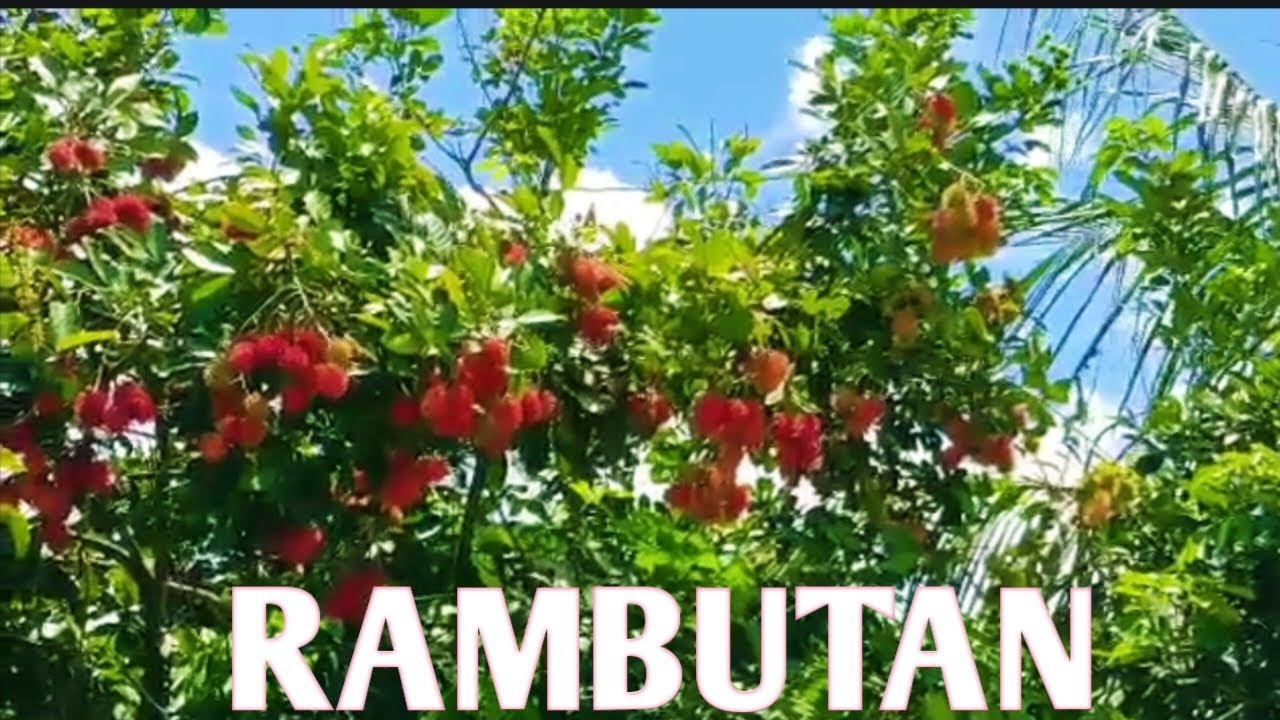 GANITO PALA ANG PUNO NG RAMBUTAN | RAMBUTAN TREE #rambutantree # ...