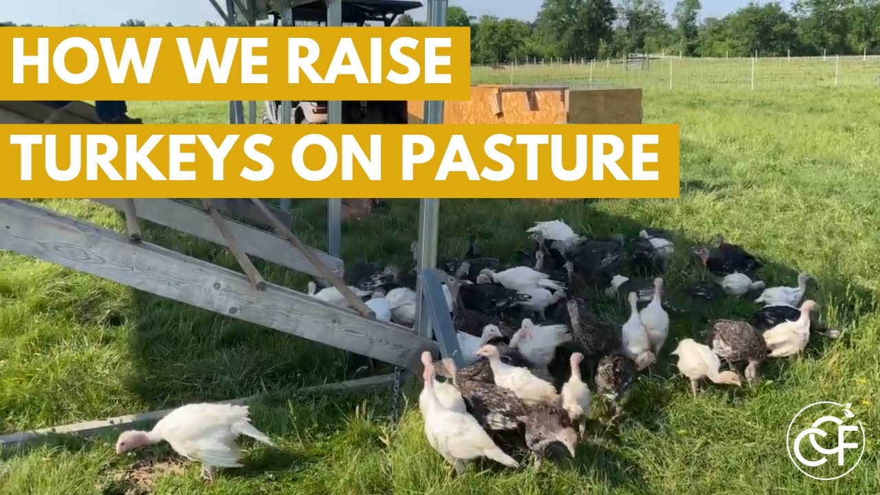 Pasture Raised Turkeys | Crossing Creeks Farm - YouTube