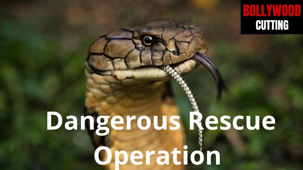 Dangerous Rescue Operation Rescue Indian Rat Snake From The Well Salute ...