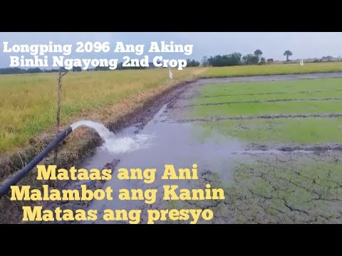 Longping 2096 ang aking Binhi ngayong 2nd Crop - Ang Aking Punla - YouTube