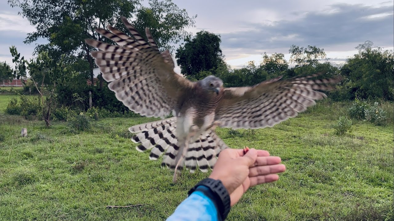 Incredible training Shikra hawk - YouTube