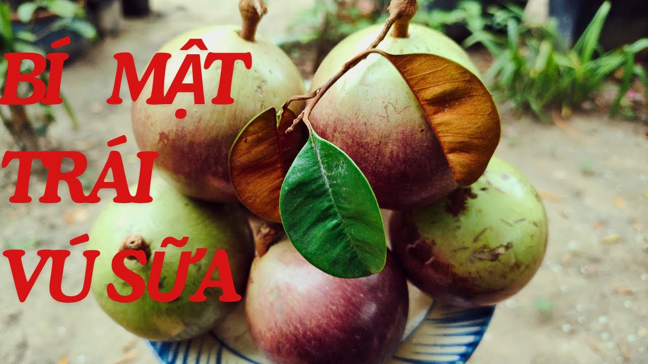 Trái Vú Sữa - Hương Vị Ngọt Ngào Từ Làng Quê Việt / Star Apple fruit ...