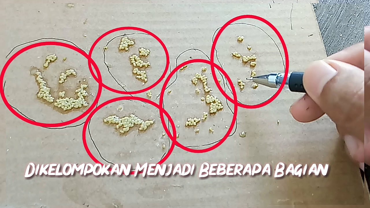 Fisiologi Reproduksi Ikan : Menentukan Fekunditas, Diameter, IGS, IHS ...