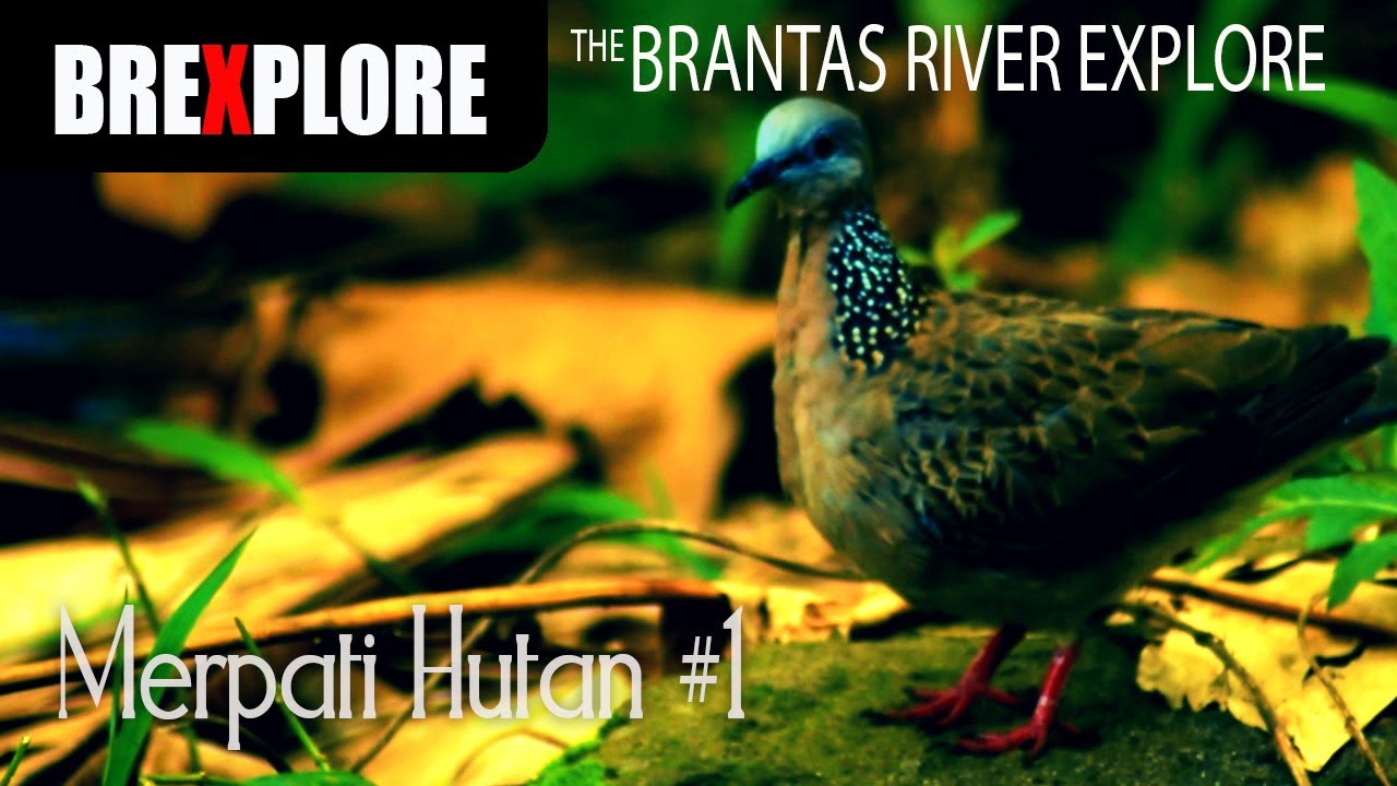Merpati Hutan # 1 I Brantas River Explore - YouTube