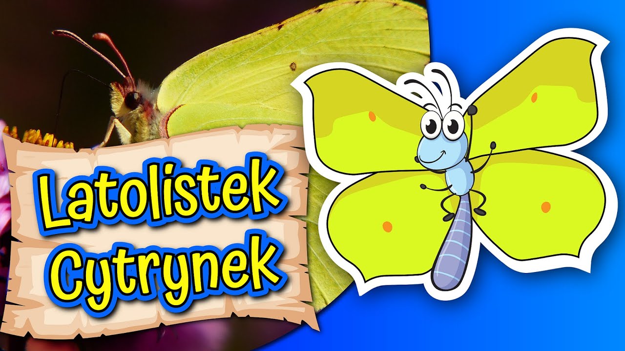 Latolistek Cytrynek 🦋 Motyle i zwiastuny wiosny [Film edukacyjny dla ...