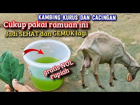 Peternak kambing harus tau!! Cara Mengobati kambing Kurus dan cacingan ...
