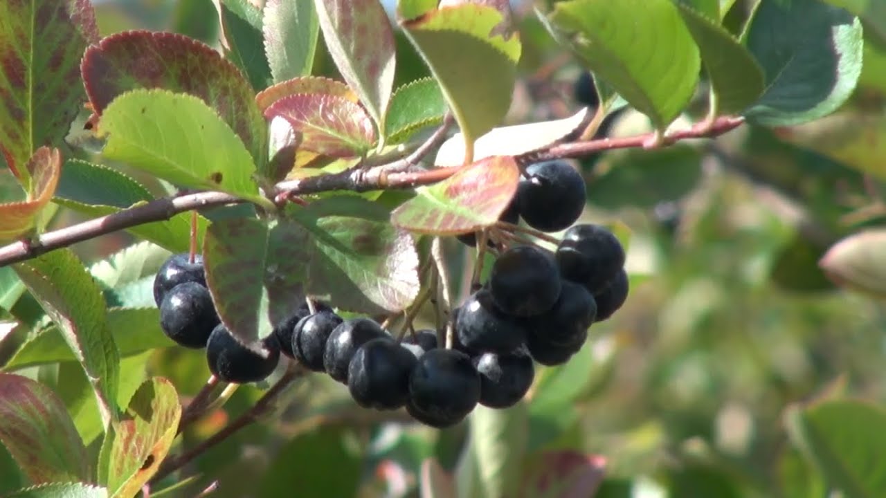 Kako izgleda strojna berba aronije? - Zlatno klasje #277 - YouTube