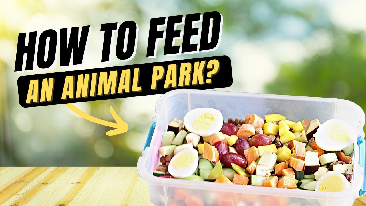 How To Feed 100 Animals Daily YouTube how-to-feed-100-animals-daily-youtube