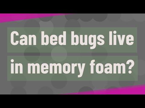 Can bed bugs live in memory foam?