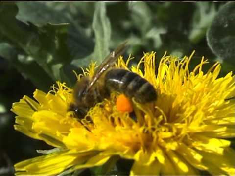 der Biene zusehen - bee-watching - YouTube