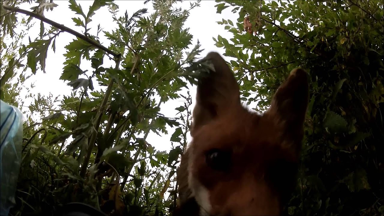 FOX TAKING THE CAMERA - YouTube