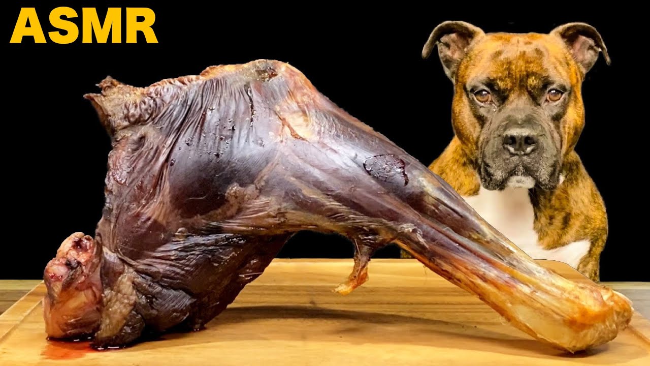 MUKBANG ASMR Dog eating Roast Venison leg【American Bully】 - YouTube