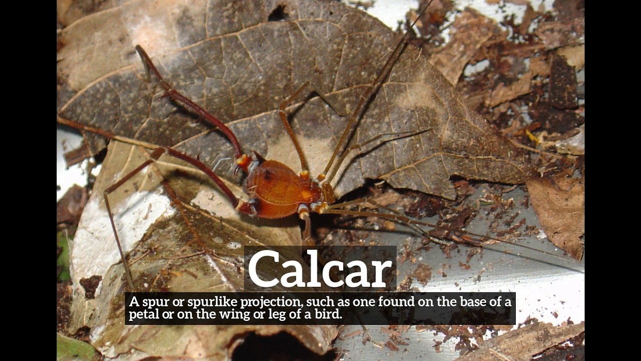How to Say Calcar in English? | How Does Calcar Look? | What is Calcar ...