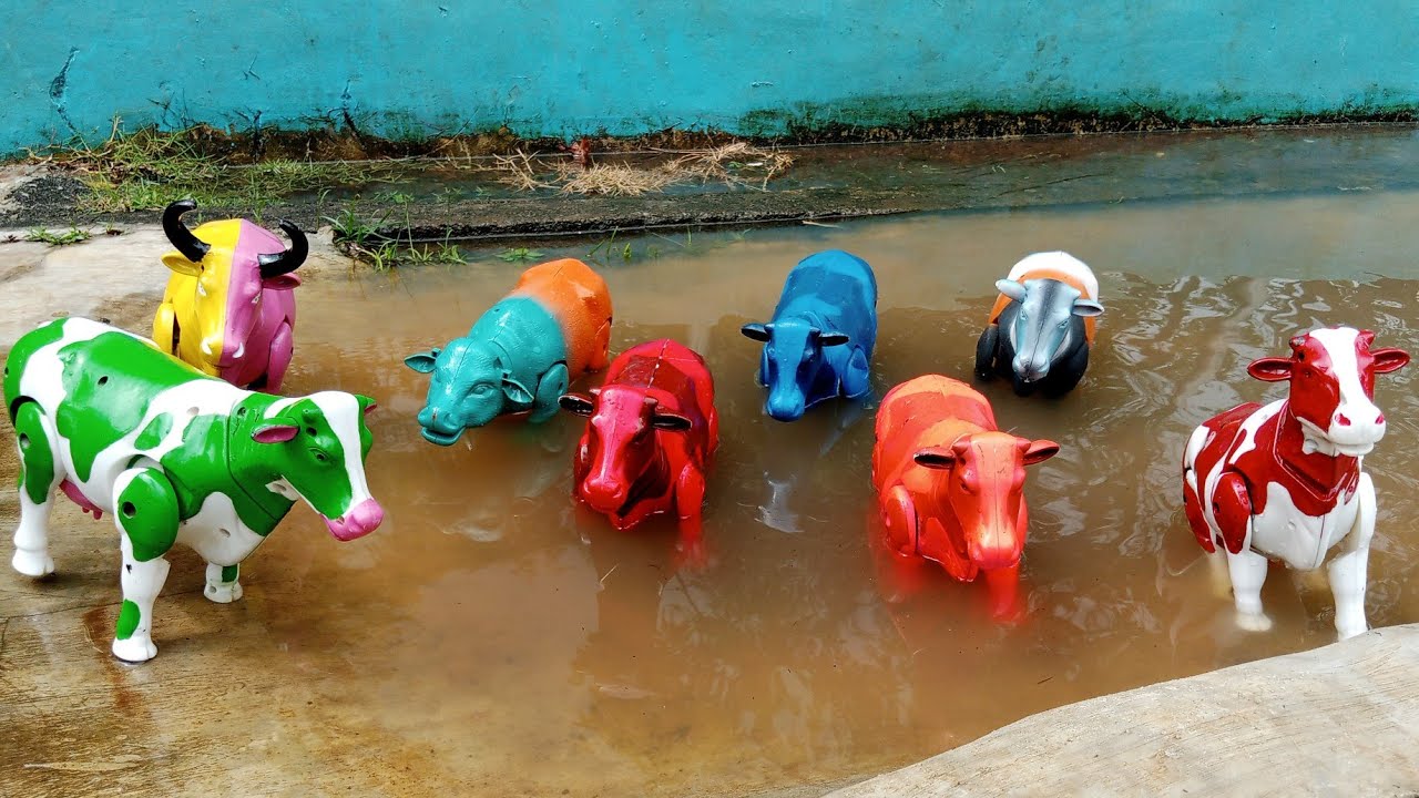 WADIDAW SAPI MAIN AIR || SAPI, SAPI LUCU, SAPI WARNAWARNI, SAPI MO ...