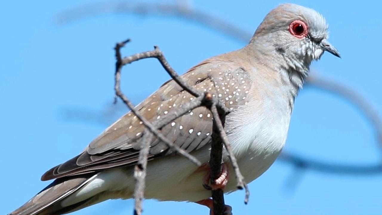 Special sighting – Diamond Dove in the Capertee Valley - YouTube