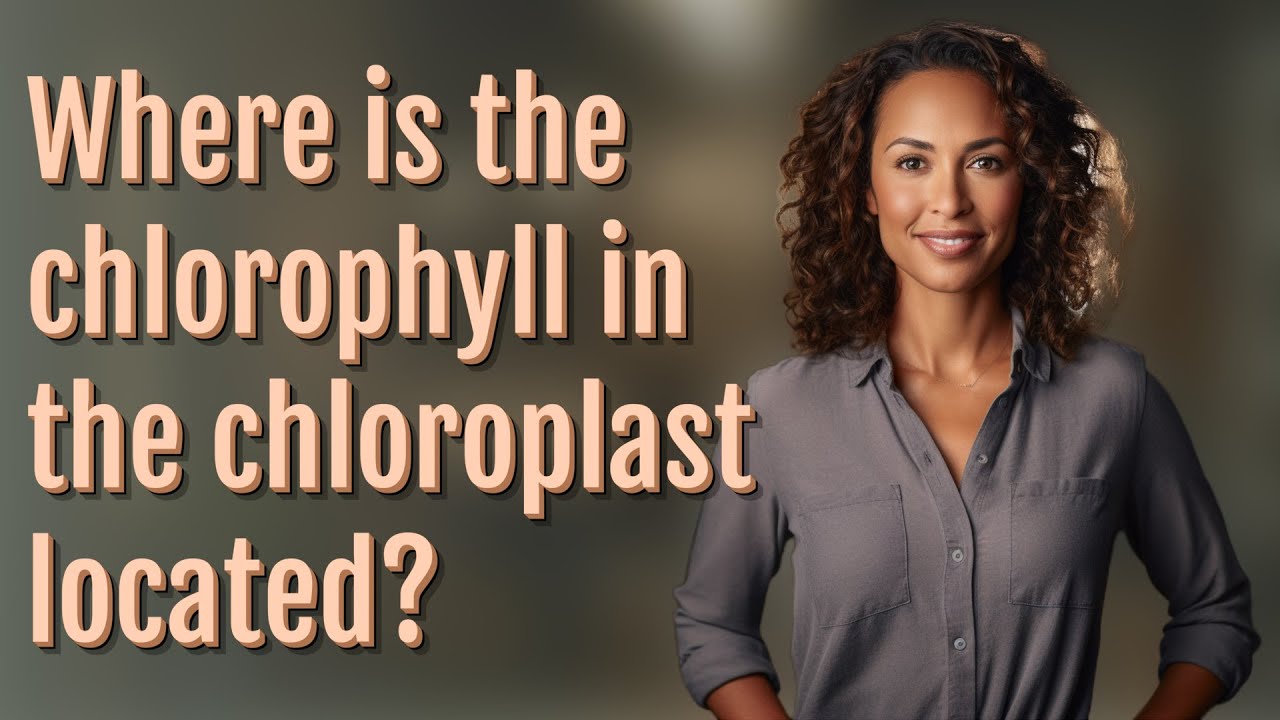 Where is the chlorophyll in the chloroplast located? - YouTube