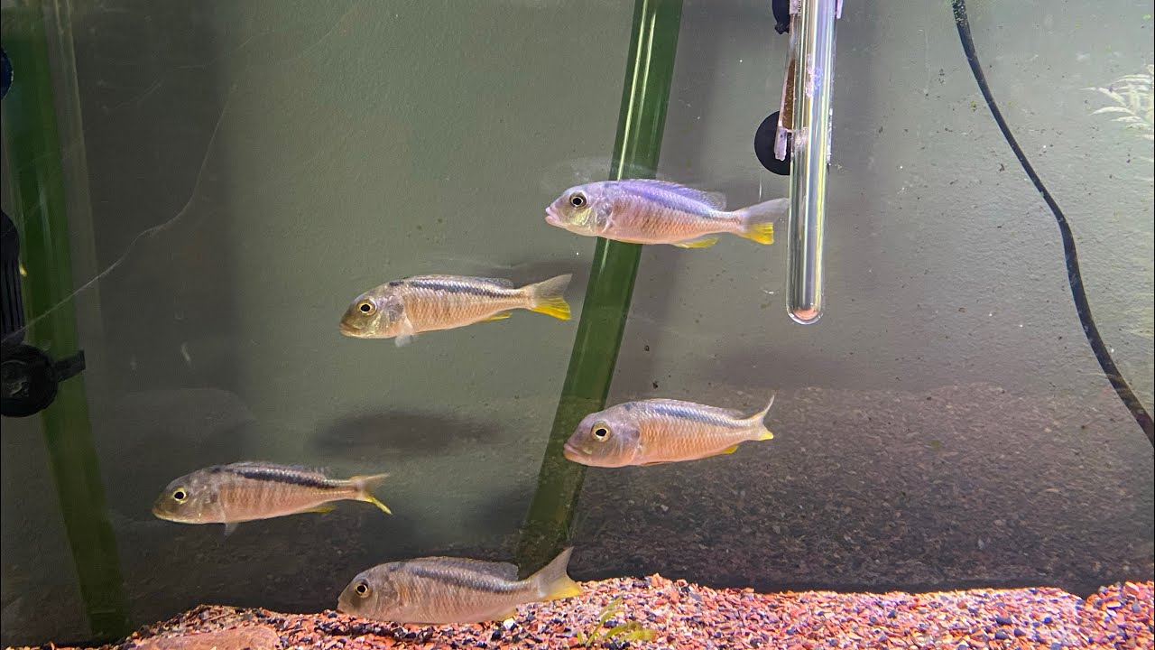 Breeding group of bucco noto from @ronscichlids Buccochromis nototaenia ...