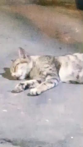 Bertiga ... kepanasan... tidur #kucing #cat #warung #tidur #shortsfeed #shortsvideo - YouTube