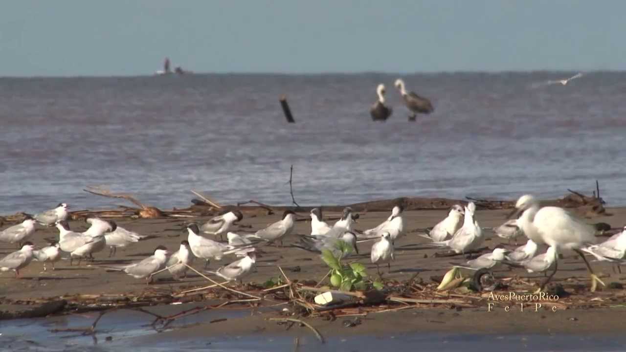 AVES de HUMEDALES / WETLAND BIRDS - YouTube