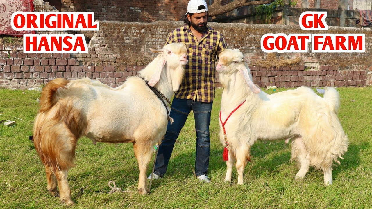 Original Hansa Goat Gulabi At GK Goat Farm - YouTube