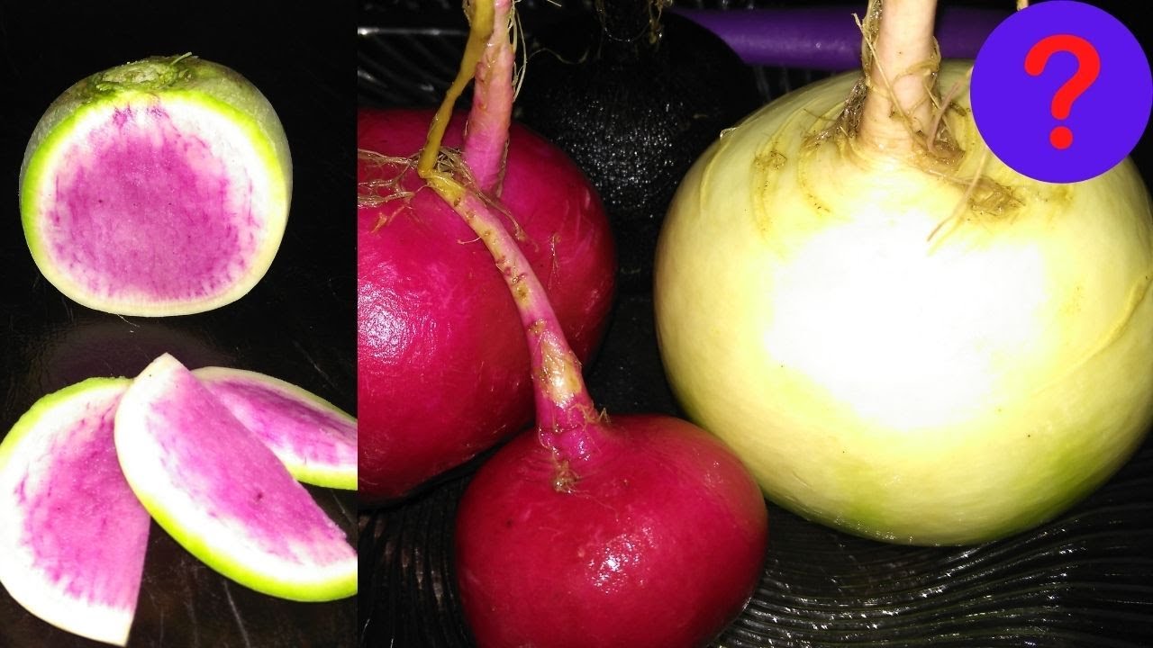 TURP GİBİ OLMAK MI? Turp yemeli miyiz? TURPUN FAYDALARI NELERDİR? - YouTube