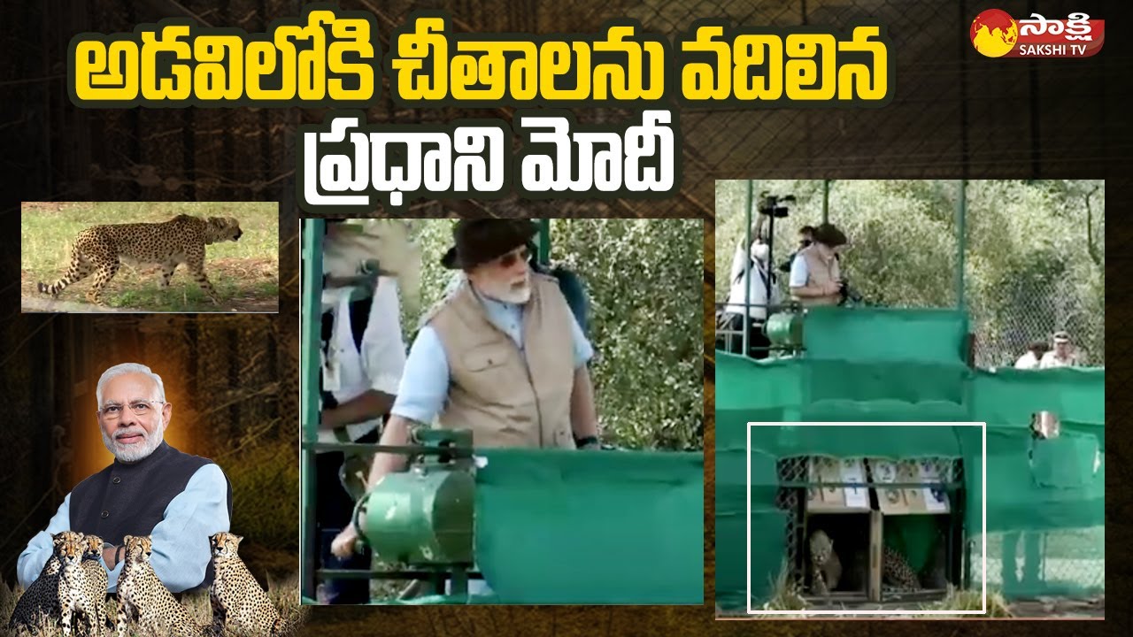 PM Modi Releases 8 Cheetahs At Madhya Pradesh National Park | Project ...