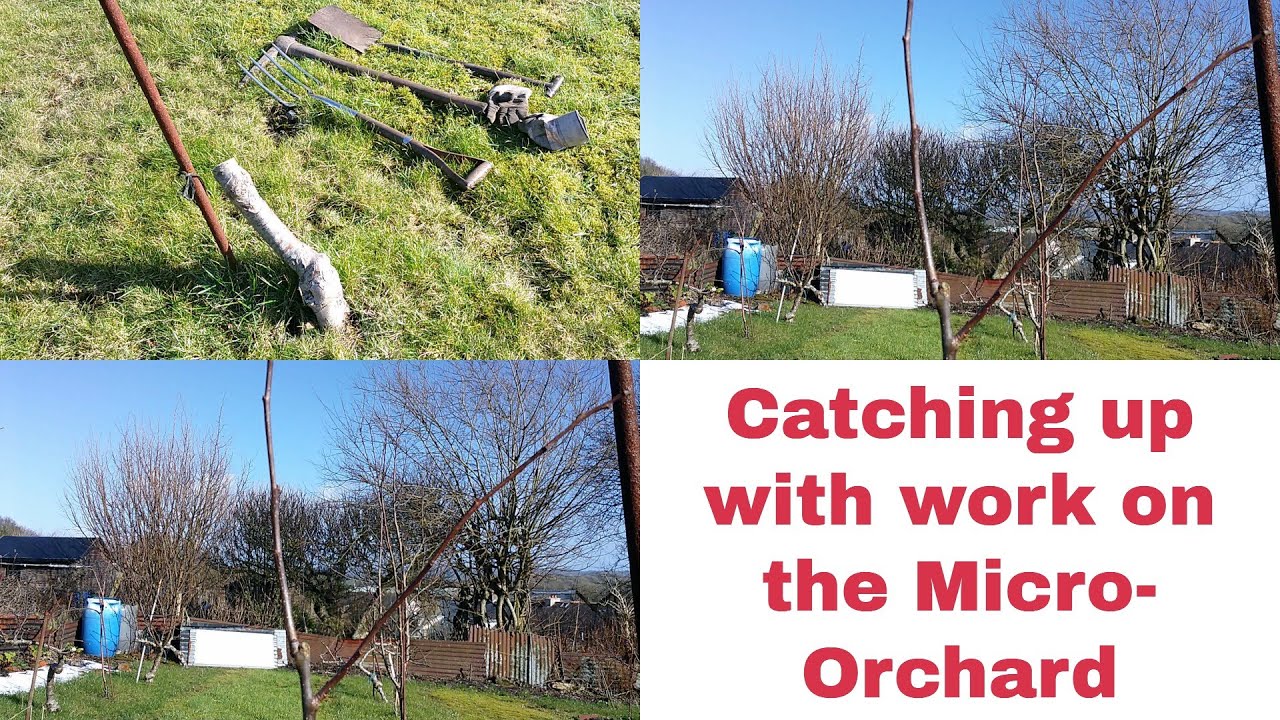 Catching up on the Micro Orchard - Planting apple trees on different ...