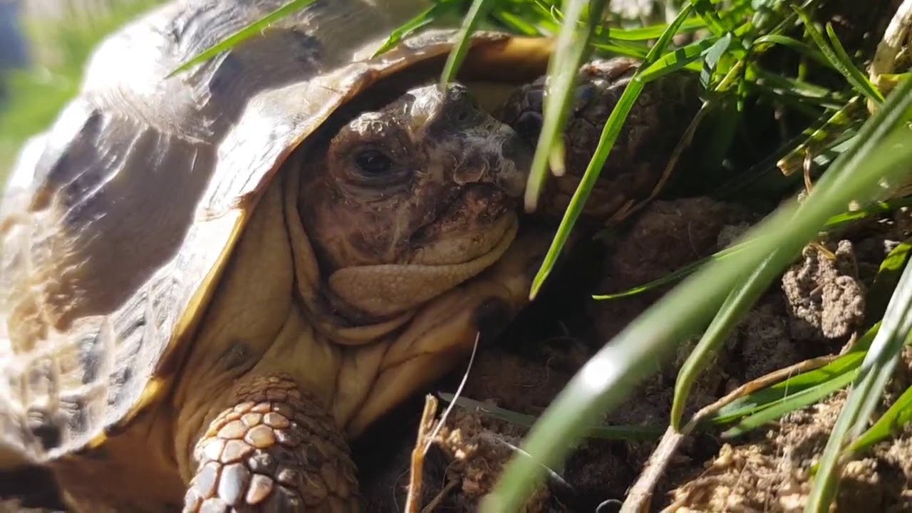 Horsefield or also known as Russian tortoise just chilling about. - YouTube