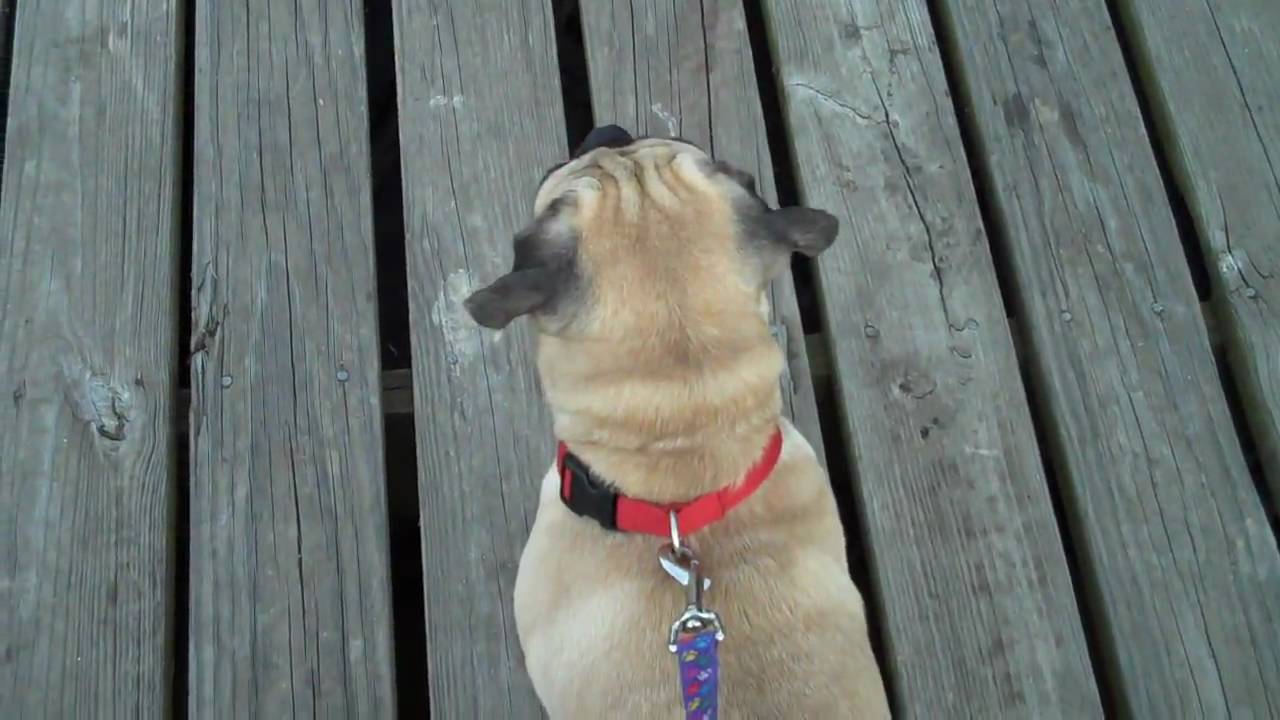 How to Train and Bond with Your Pug or Puggle! - YouTube