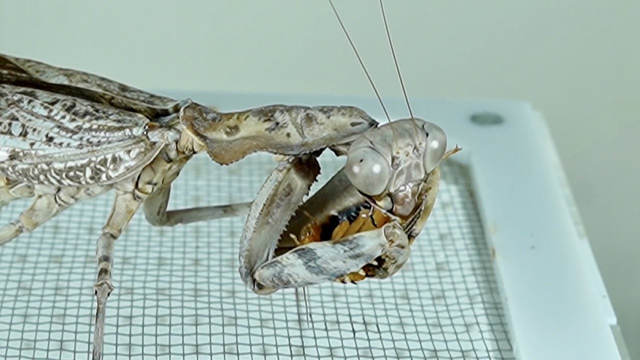The double shield Mantis preys too hard,Drinking water is so similar to ...
