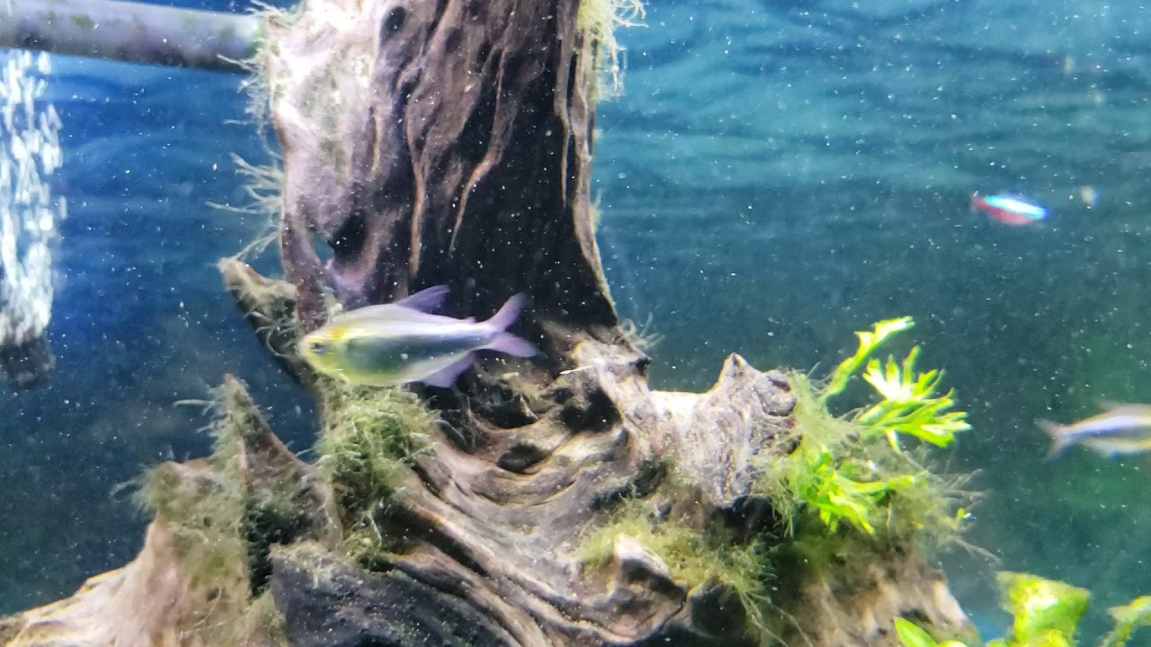 Bleeding Blue Tetra #55 Daniken Aquatics Top 100 Fish of the Fish House ...