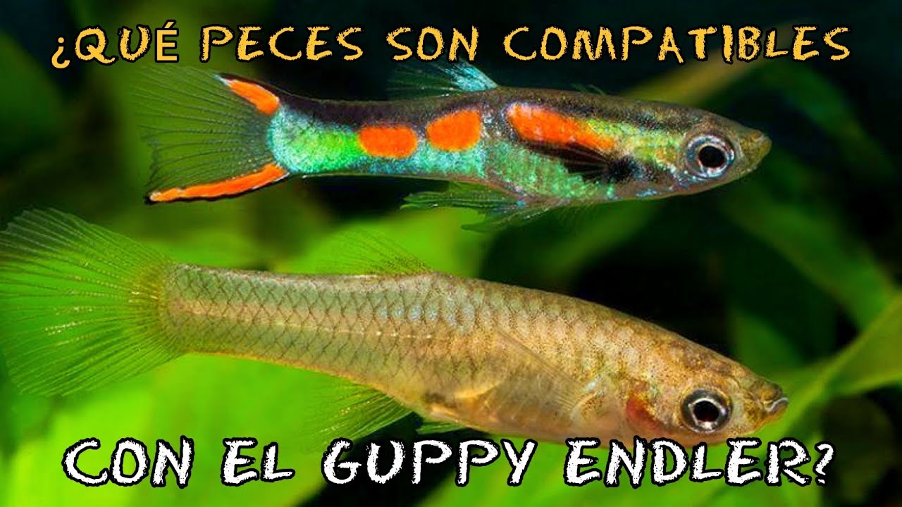 PECES COMPATIBLES CON EL GUPPY ENDLER - YouTube