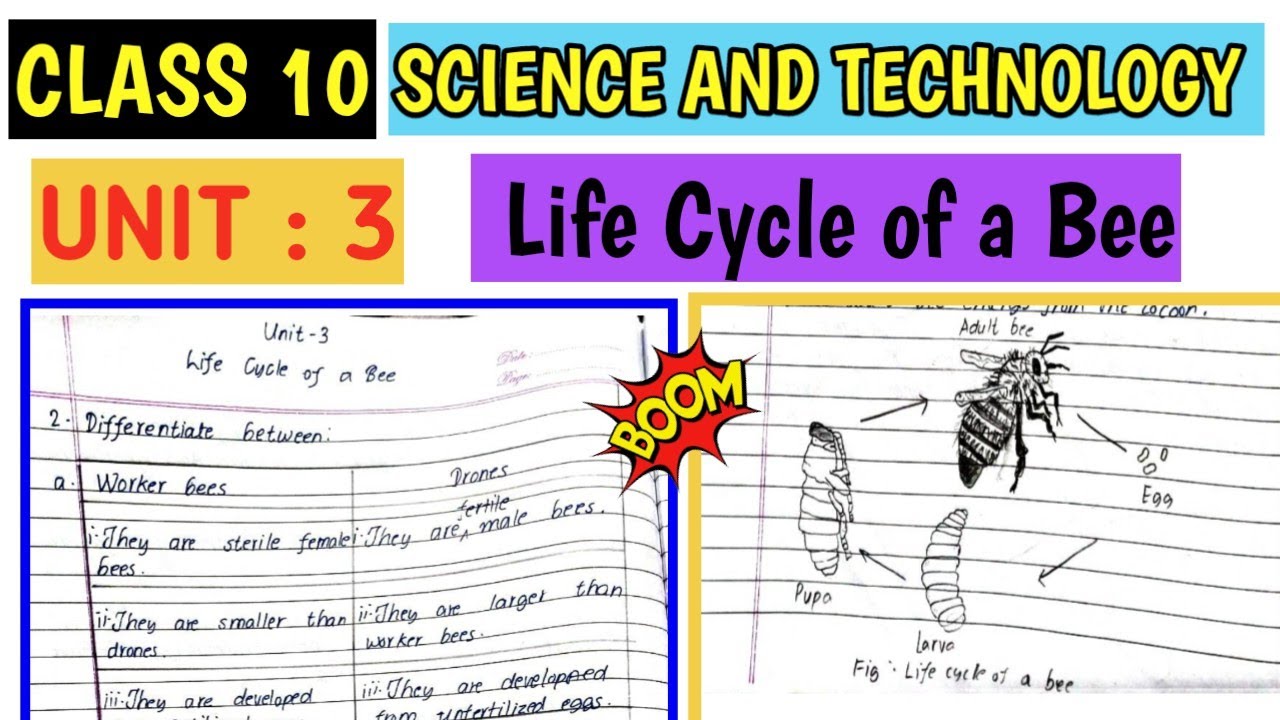 Class 10 science unit 3 life cycle of honey bees exercise in English ...
