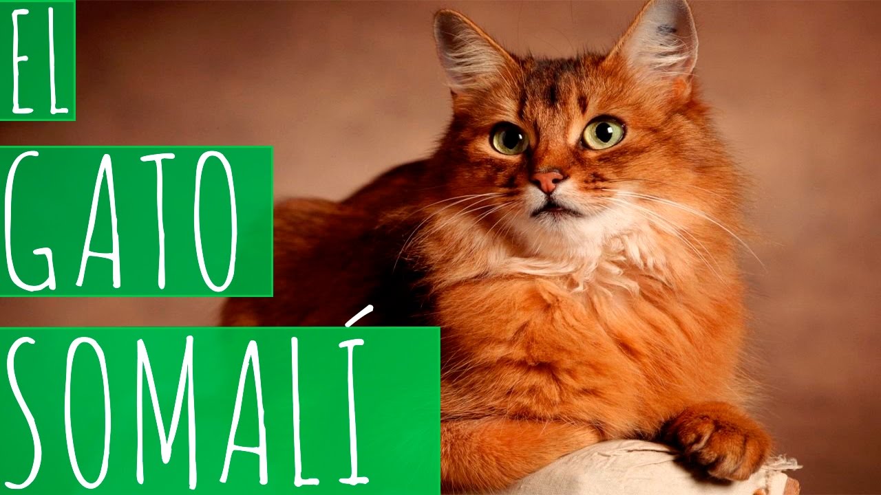 EL GATO SOMALÍ - YouTube