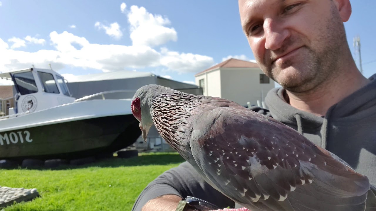 Speckled Pigeon Attack!! - YouTube