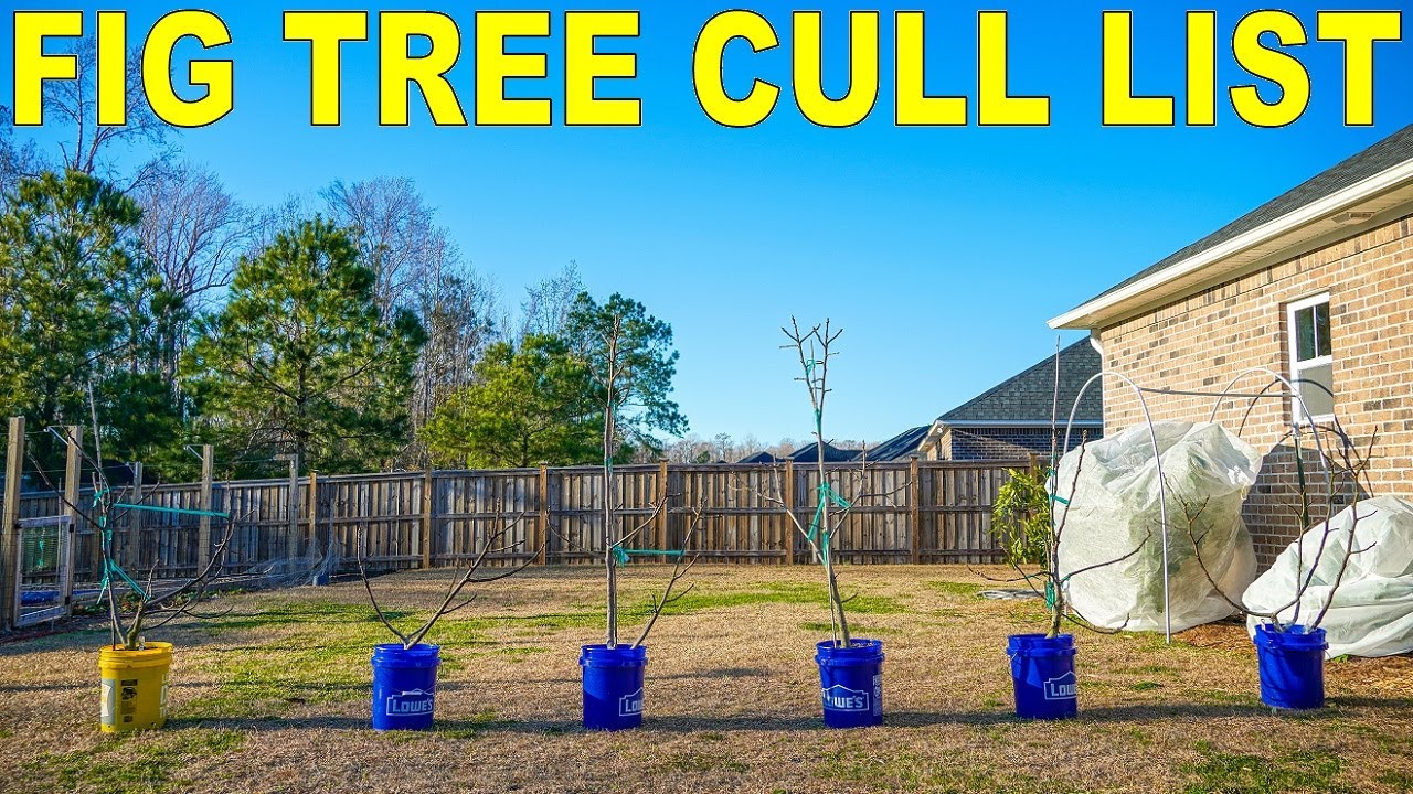 I Am CULLING These FIG TREES For Poor Performance: Here Is Why - YouTube