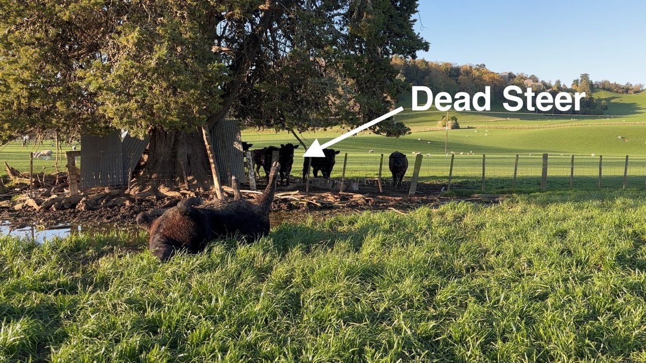 Dead $2000 Steer, This is what I've done - YouTube